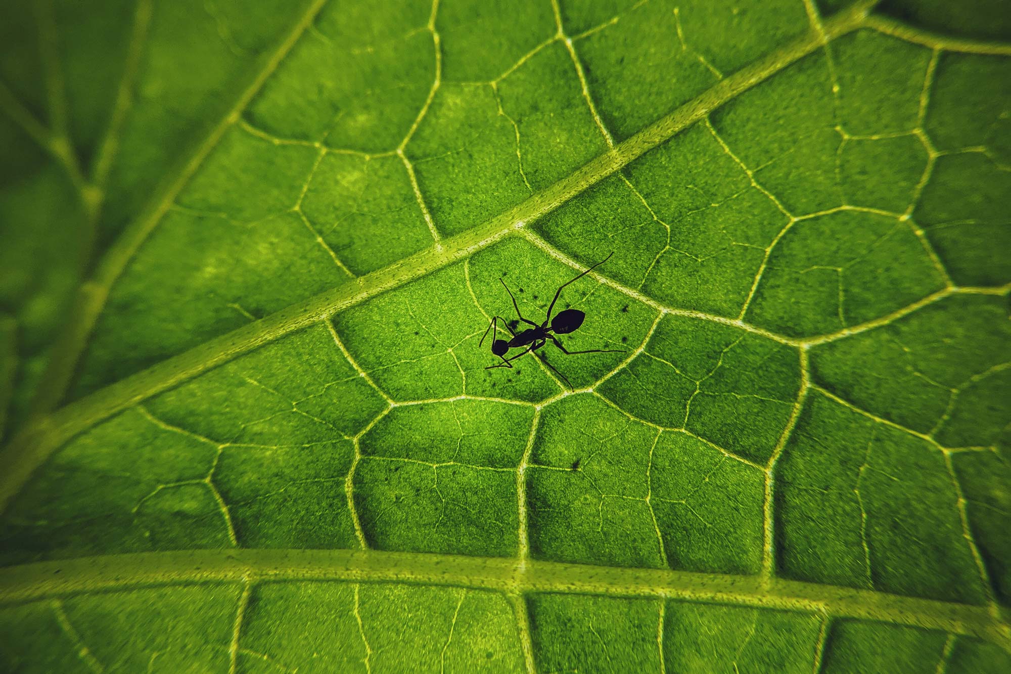 Male muke iznajmljivača: Kako se riješiti mrava u apartmanima i kućama ...